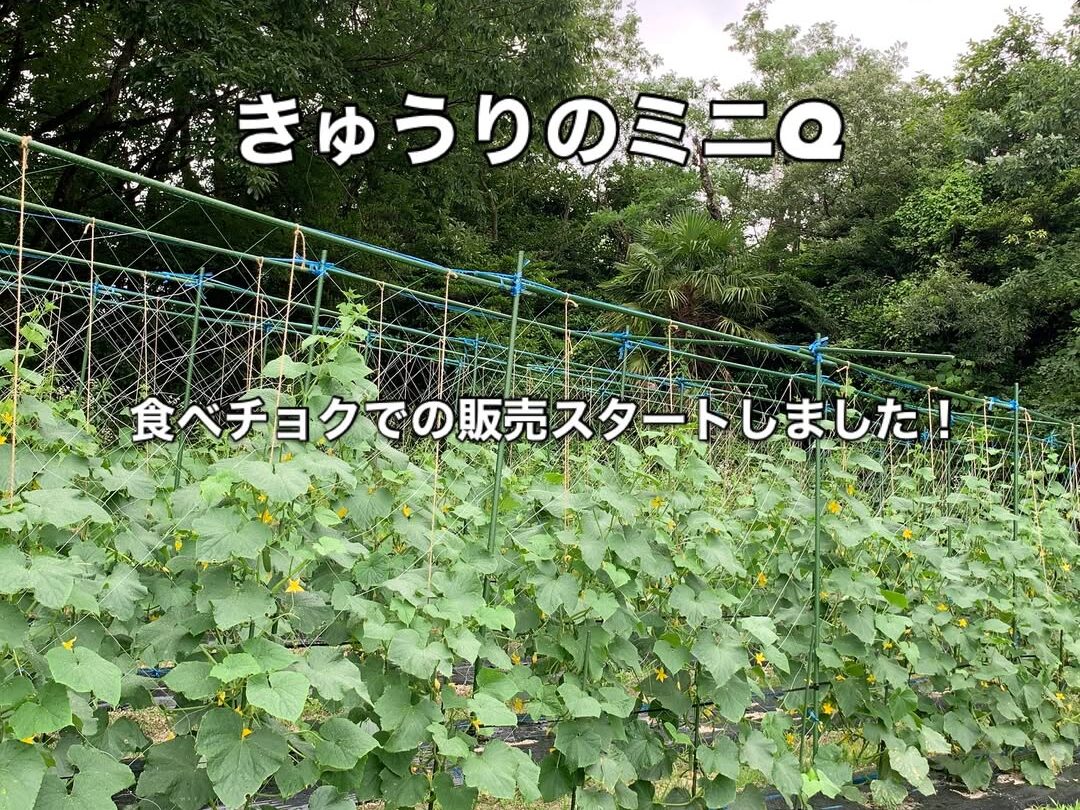 ミニきゅうり『ミニQ』の全国発送がスタートしました | Berry & Sun